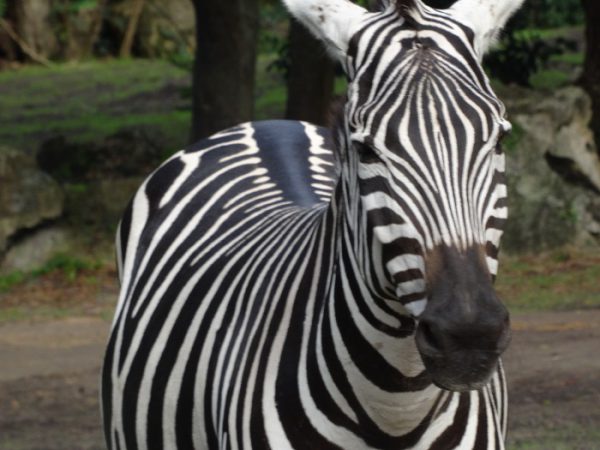 Medical Zebra – The EPIC Foundation